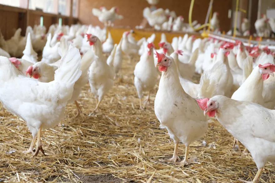 UFA-Geflügelkonzept | UFA